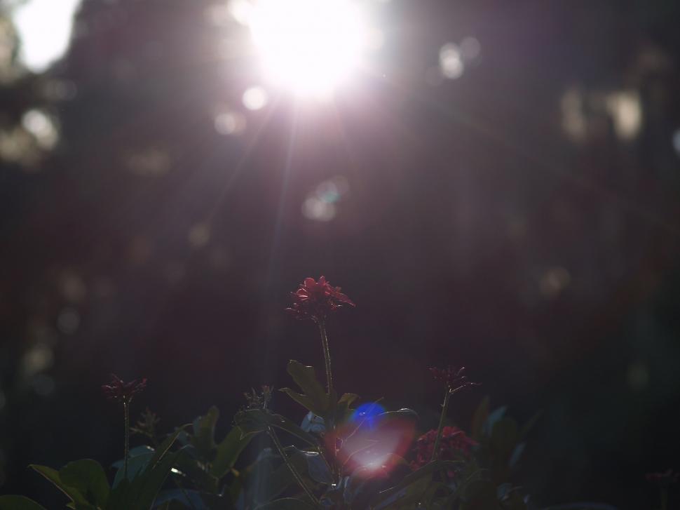 Free Stock Photo of Sun rays on Flower | Download Free Images and Free ...