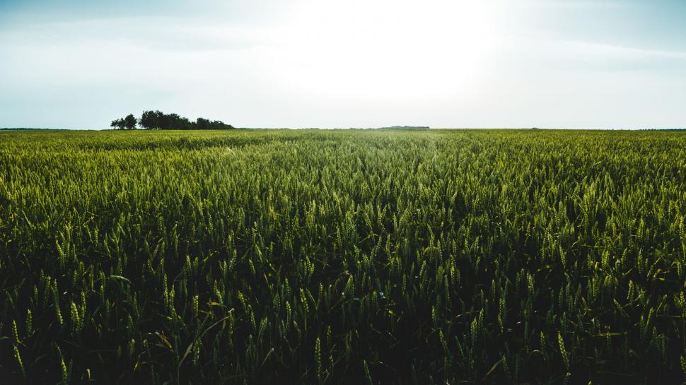 Free Stock Photo of Wheat Farm | Download Free Images and Free ...