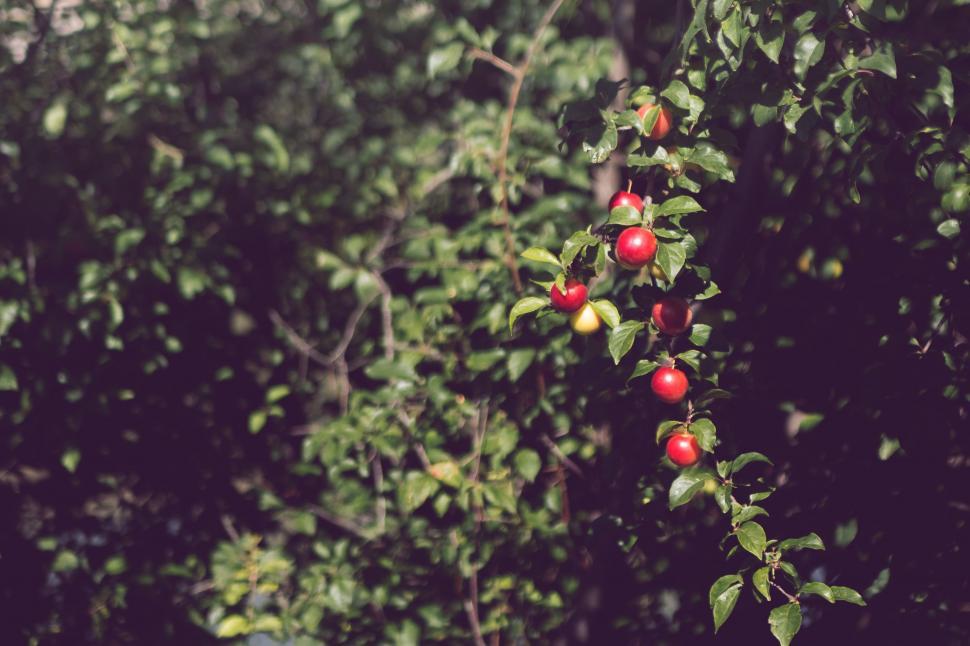 Free Stock Photo of Red Cherry Tree | Download Free Images and Free ...