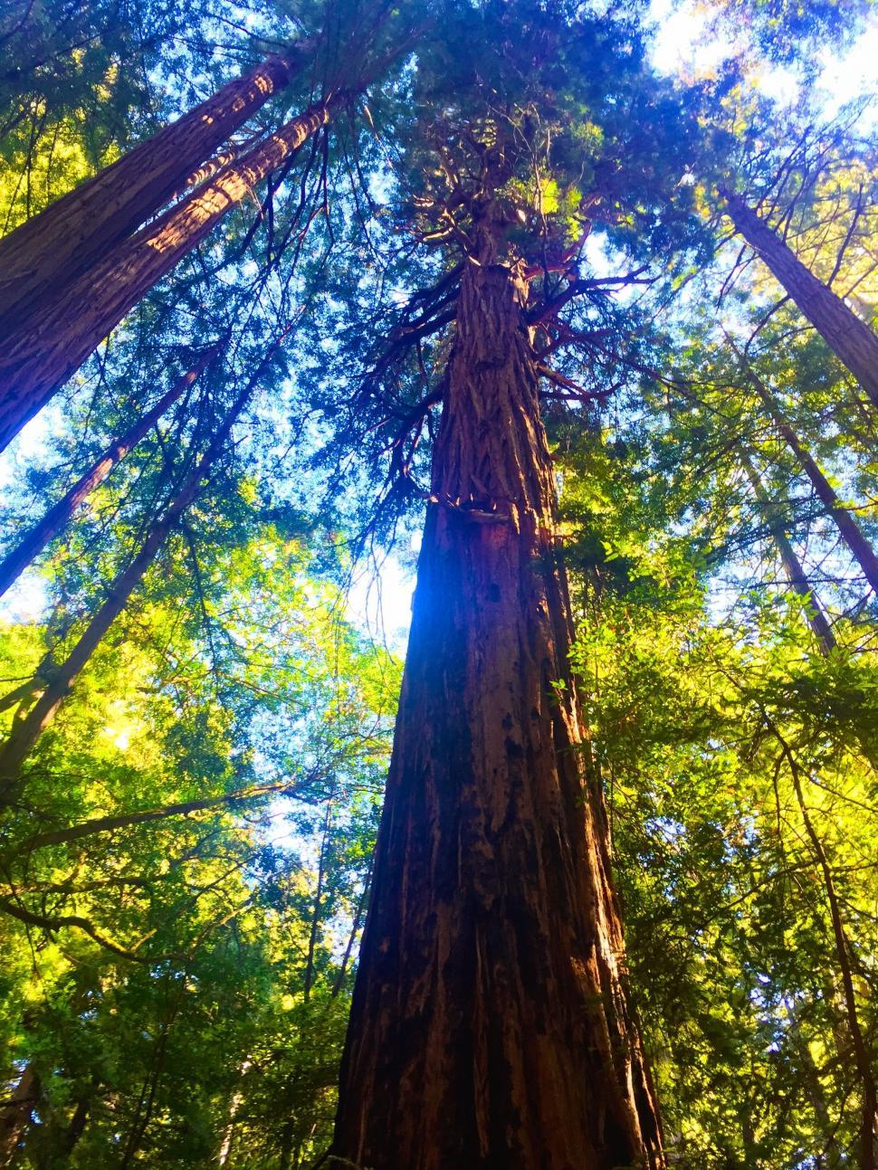 Free Stock Photo of Redwood Trees | Download Free Images and Free ...