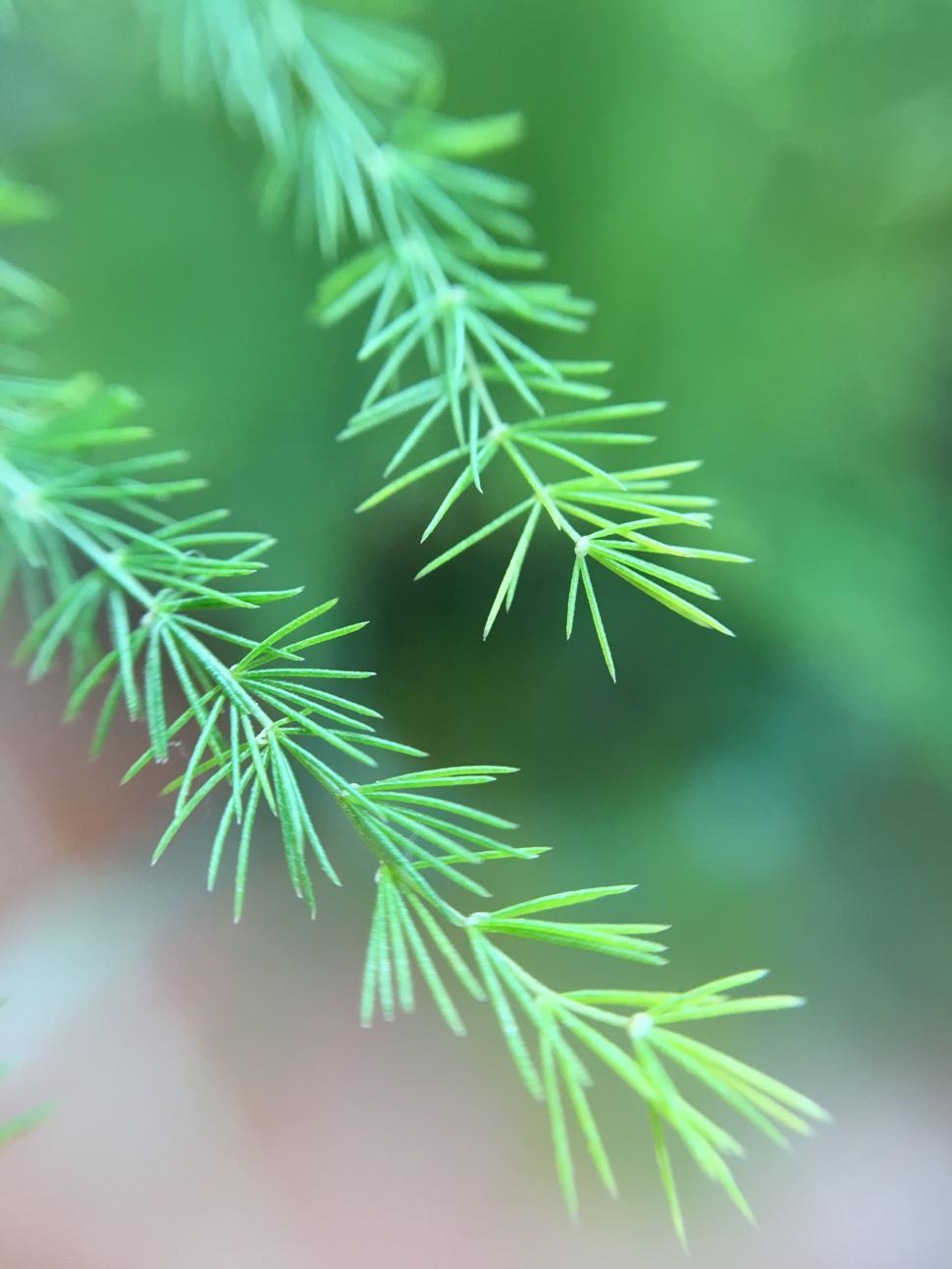 Free Stock Photo of Fir Tree Needles | Download Free Images and Free ...