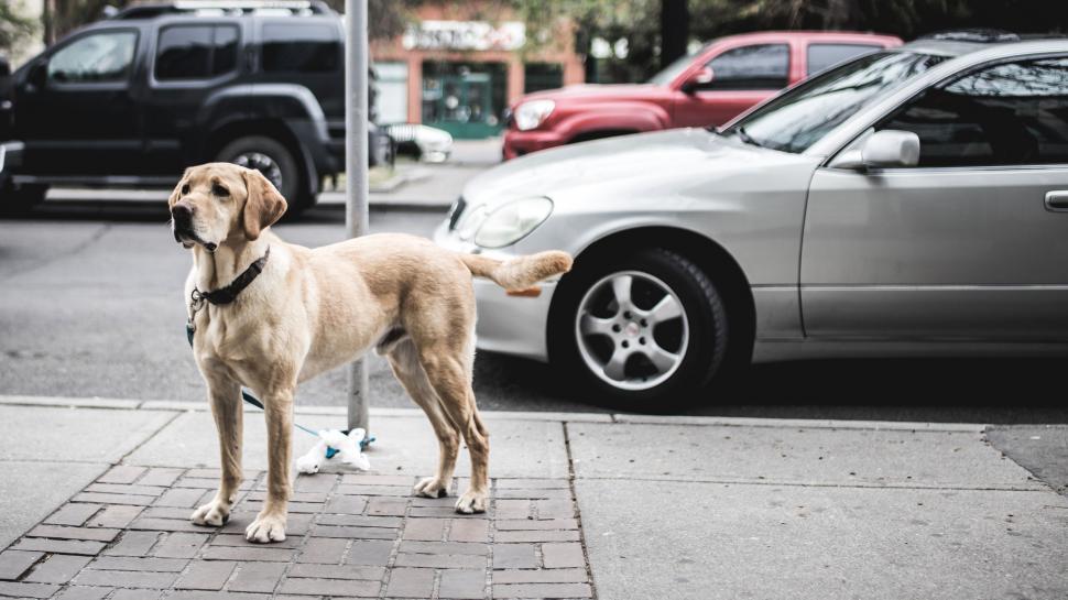 Free Stock Photo of Retriever dog on footpath | Download Free Images ...