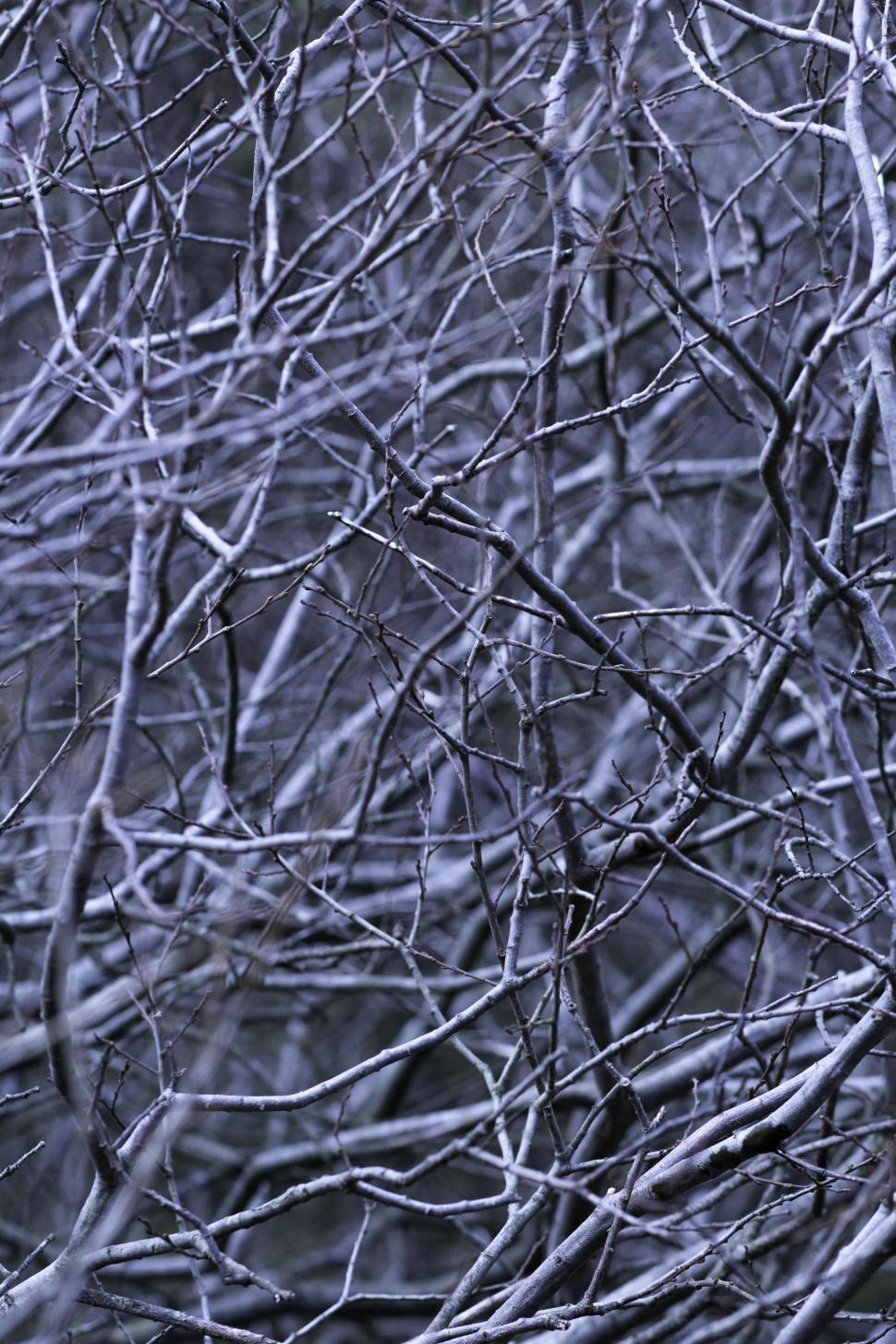Free Stock Photo of Tree Branches - Background | Download Free Images ...