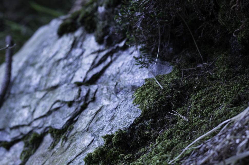 Free Stock Photo of Green Grass and Rock | Download Free Images and ...