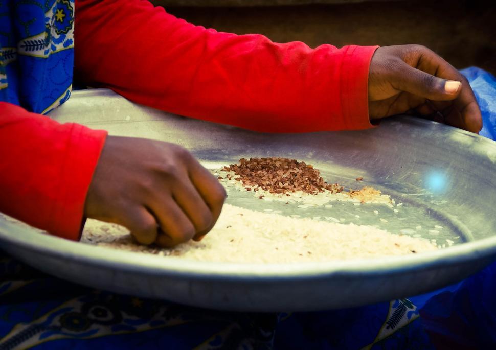 Free Stock Photo of Woman Cleaning Rice | Download Free Images and Free ...