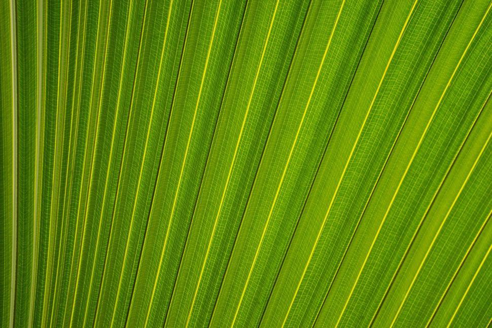 Free Stock Photo of Green Leaf | Download Free Images and Free ...