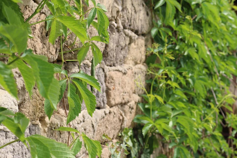 Free Stock Photo of Leaves on wall | Download Free Images and Free ...