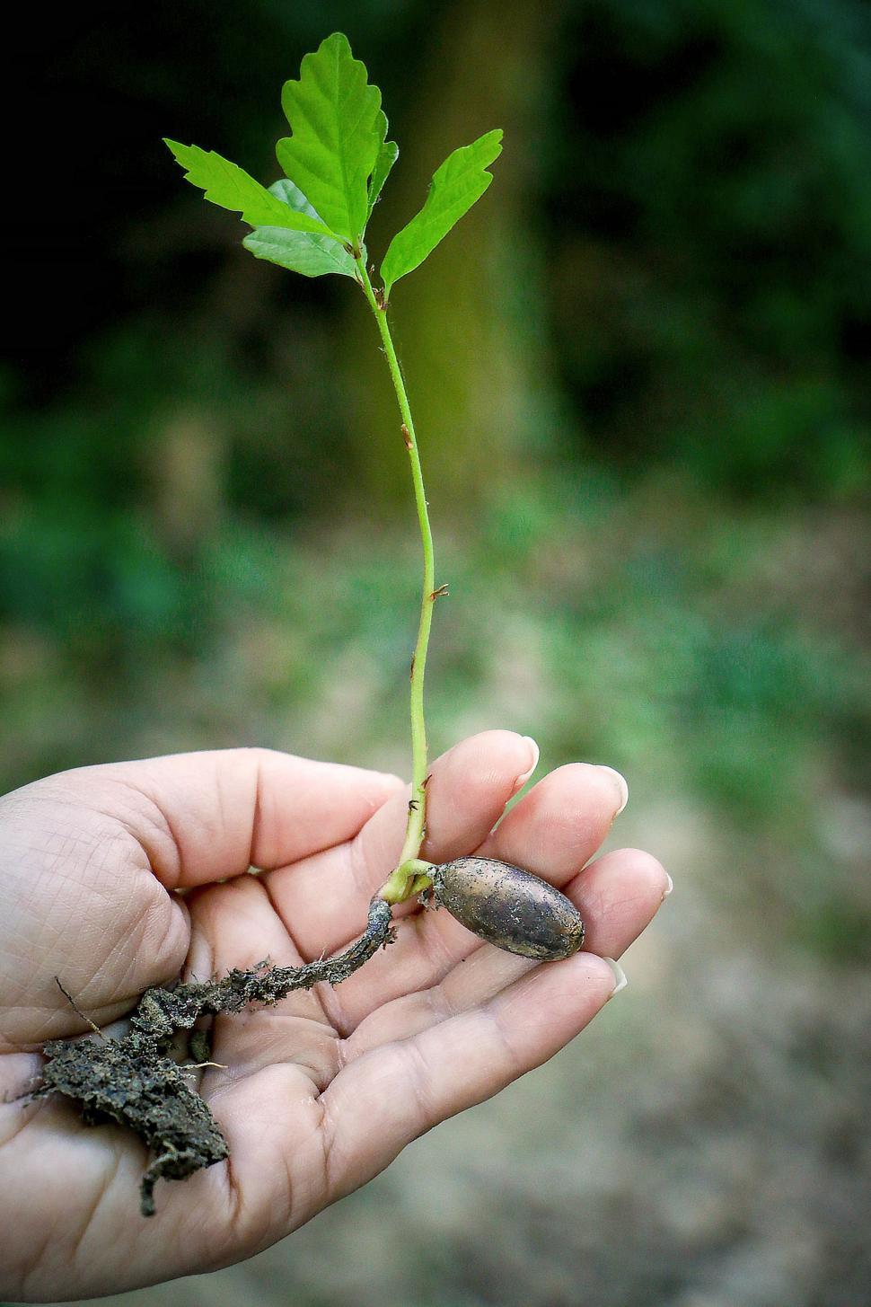 Free Stock Photo of Sapling | Download Free Images and Free Illustrations