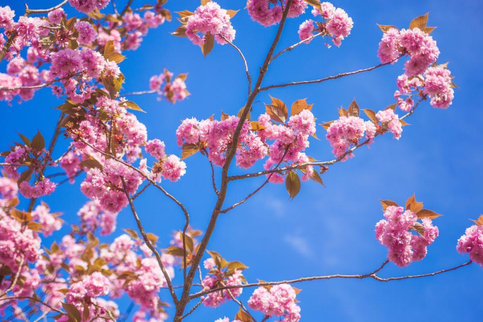 Free Stock Photo of Pink Flowers and Sky | Download Free Images and ...