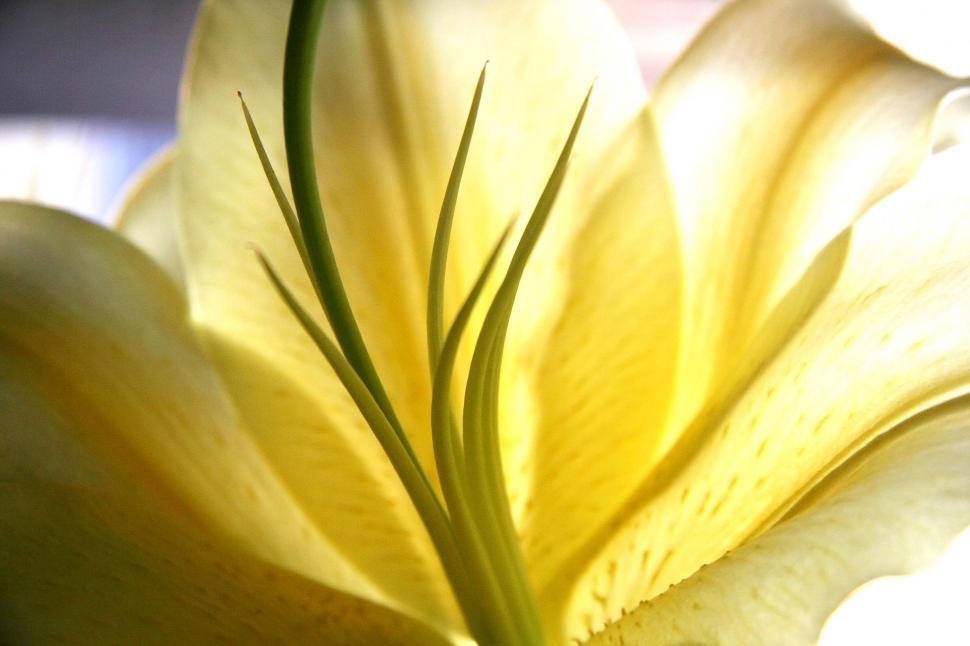 Free Stock Photo of Bloom Structure | Download Free Images and Free ...