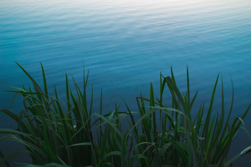 Free Stock Photo of Grass and Lake | Download Free Images and Free ...