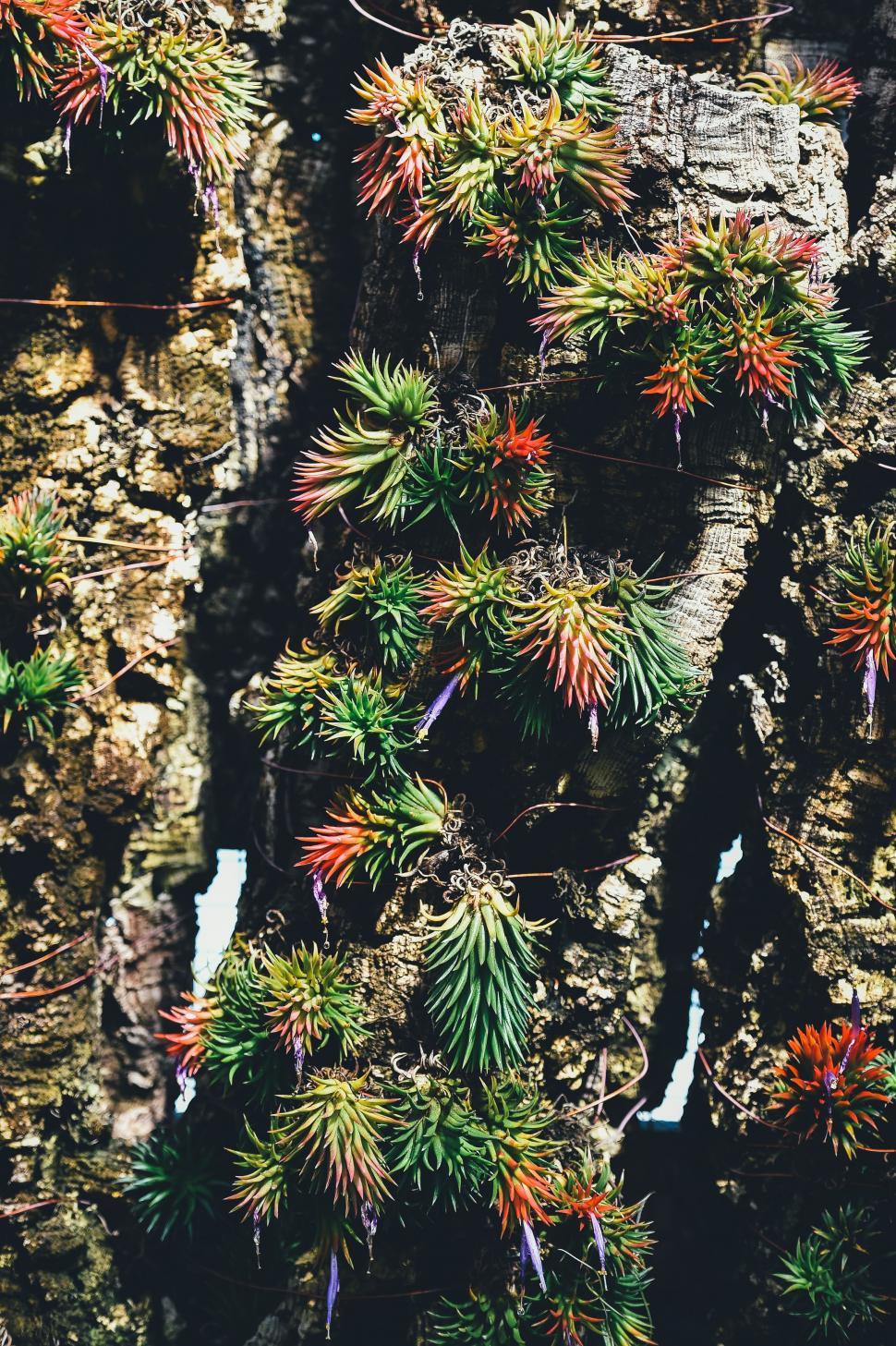 Free Stock Photo of Colorful Flowers on Tree | Download Free Images and ...