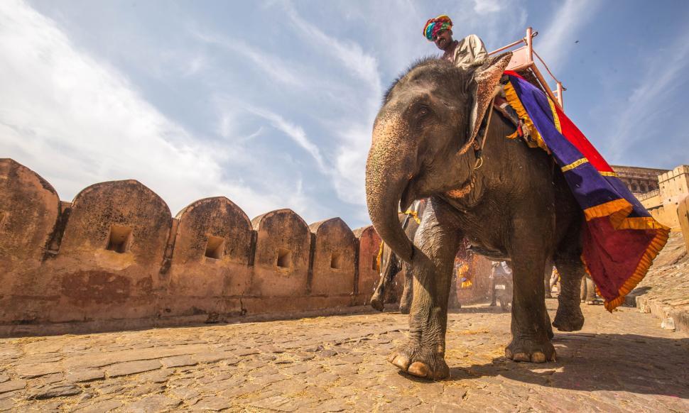 Free Stock Photo of Elephant on Fort | Download Free Images and Free ...