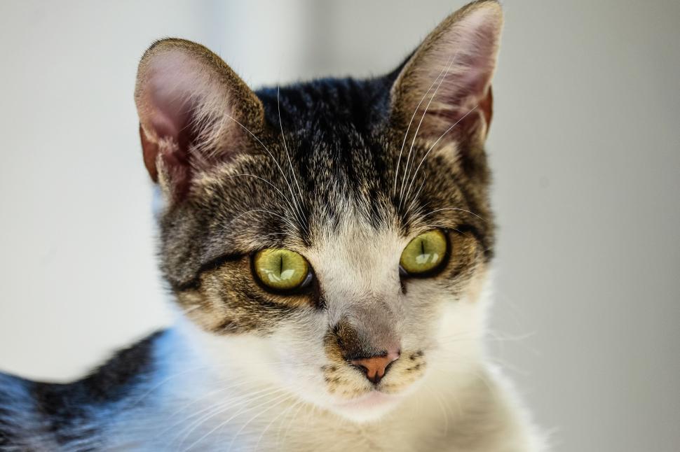 Free Stock Photo of Cat Face | Download Free Images and Free Illustrations