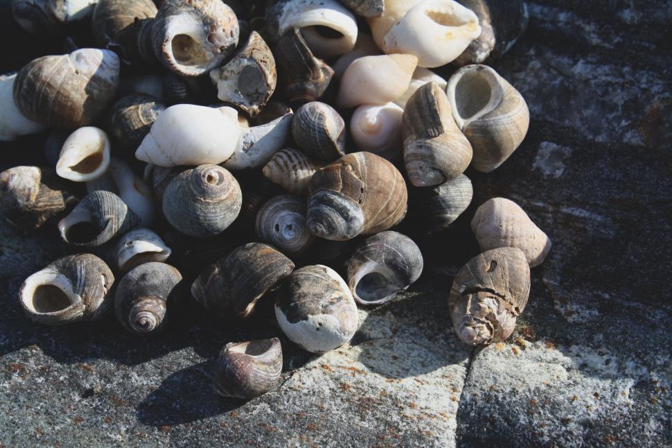 Free Stock Photo of Sea Shells | Download Free Images and Free ...