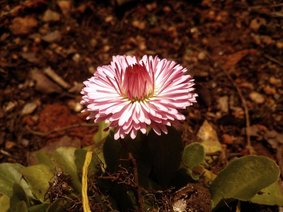 Free Stock Photo of Single Pink Flower | Download Free Images and Free ...
