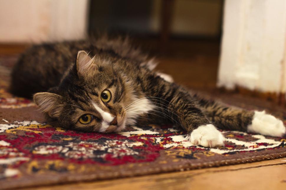 Free Stock Photo of Cat on Carpet | Download Free Images and Free ...
