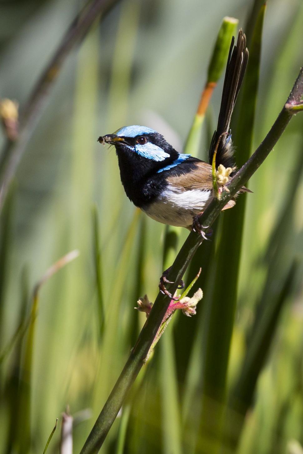Free Stock Photo of Blue Wren Bird in Australia | Download Free Images ...
