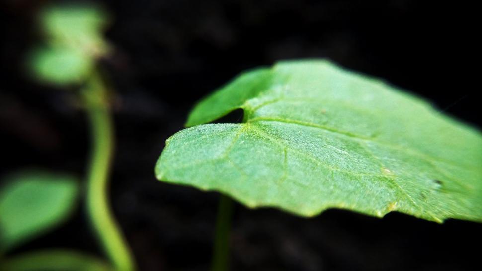 Free Stock Photo of Green Leaf | Download Free Images and Free ...