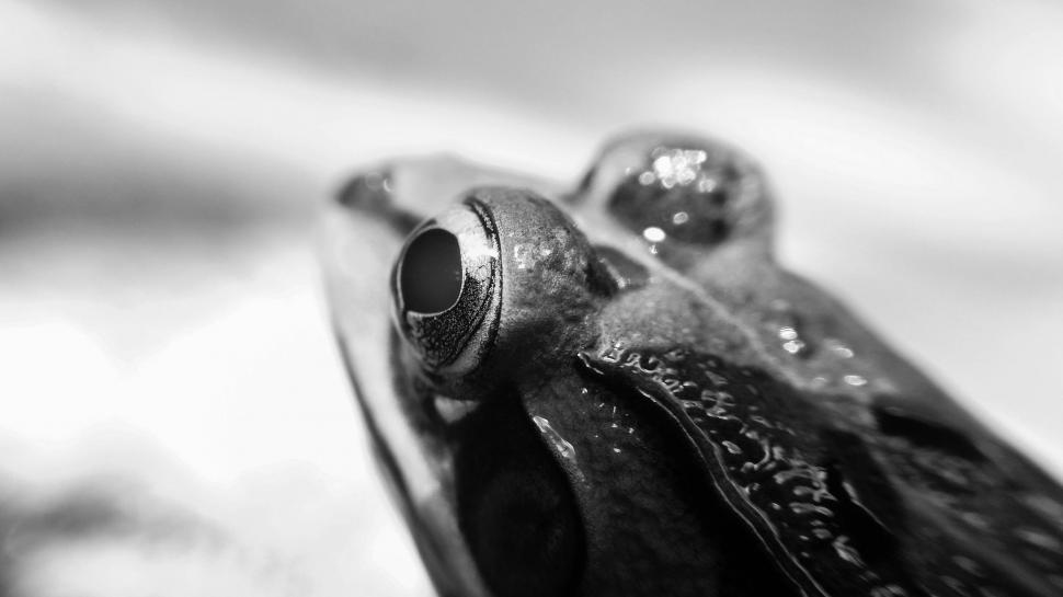 Free Stock Photo of Frog Eye | Download Free Images and Free Illustrations