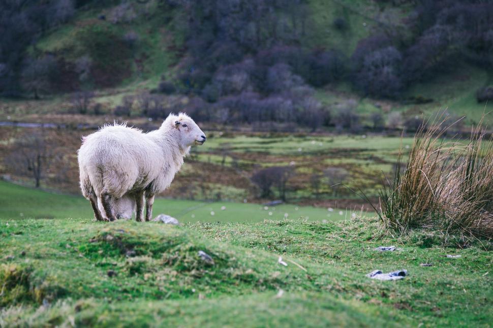 Free Stock Photo of Sheep on Grass | Download Free Images and Free ...