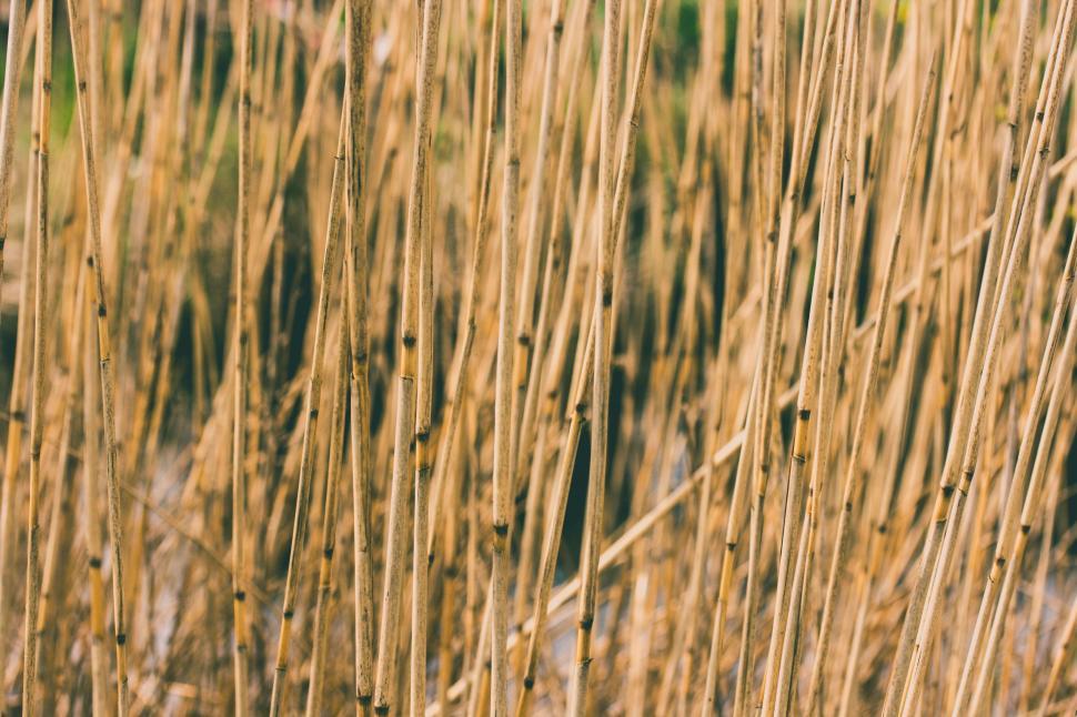 Free Stock Photo of Cane Field | Download Free Images and Free ...