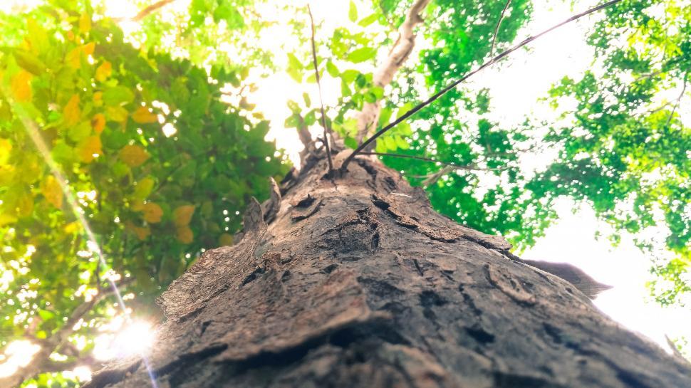 Free Stock Photo of Tree from Below | Download Free Images and Free ...