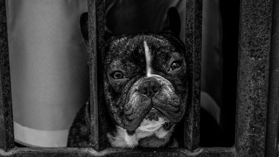 Free Stock Photo of Caged Bulldog - B&W | Download Free Images and Free ...