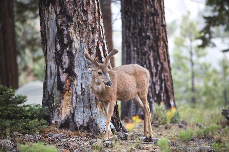 Free Stock Photo of Single Deer | Download Free Images and Free ...