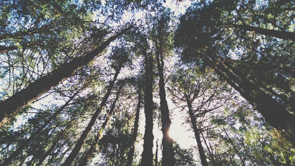 Free Stock Photo of Trees from below with sky | Download Free Images ...
