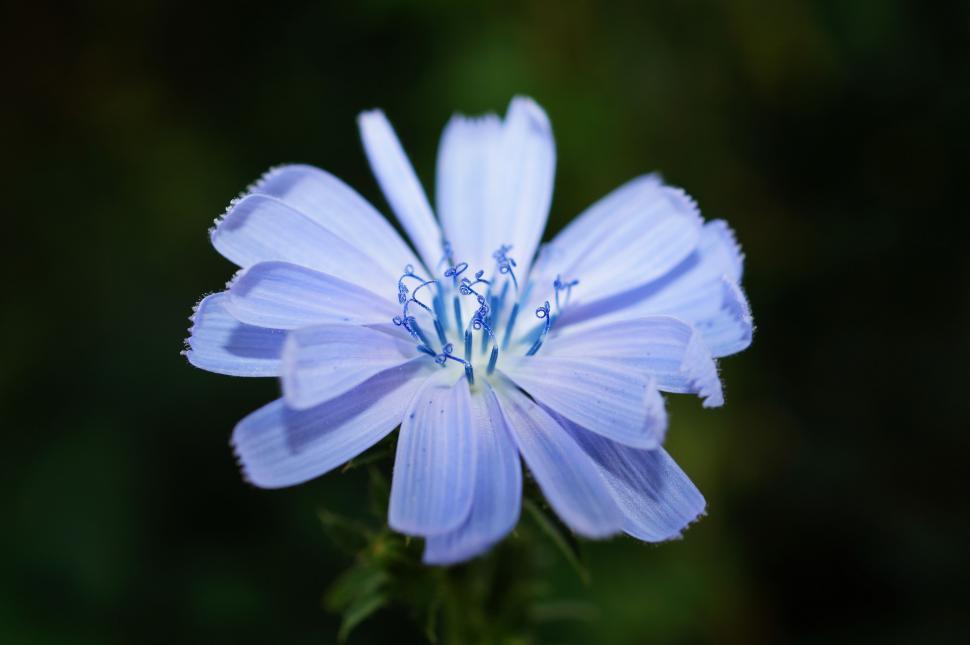 Free Stock Photo of Blue Flower | Download Free Images and Free ...