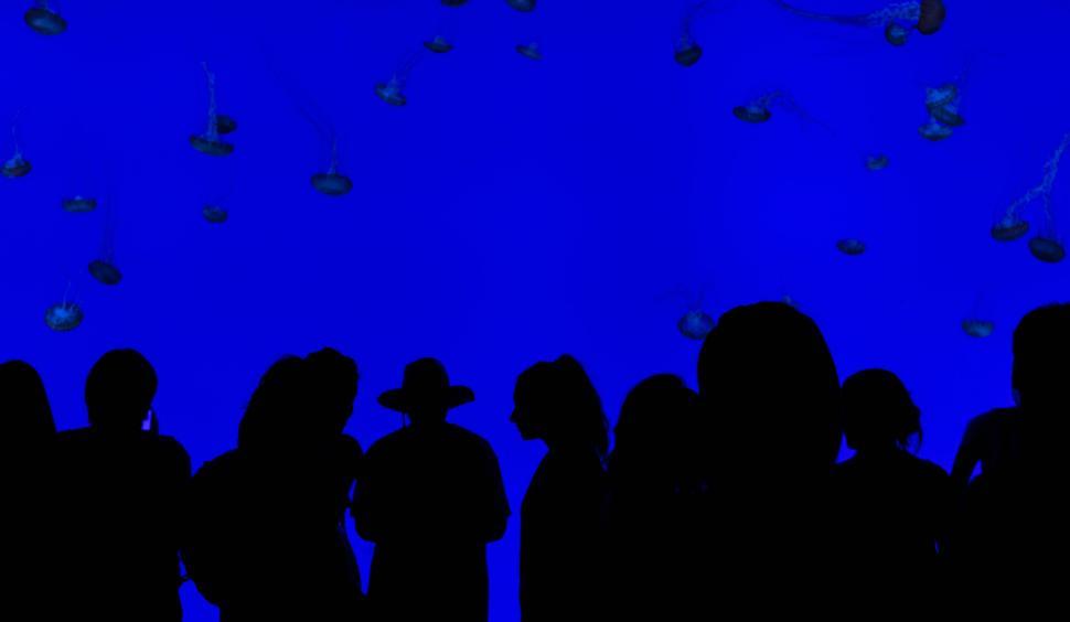 Free Stock Photo of People inside ocean park | Download Free Images and ...
