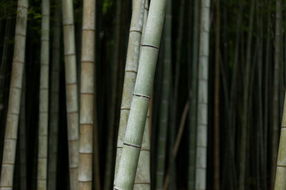 Free Stock Photo of Bamboos | Download Free Images and Free Illustrations