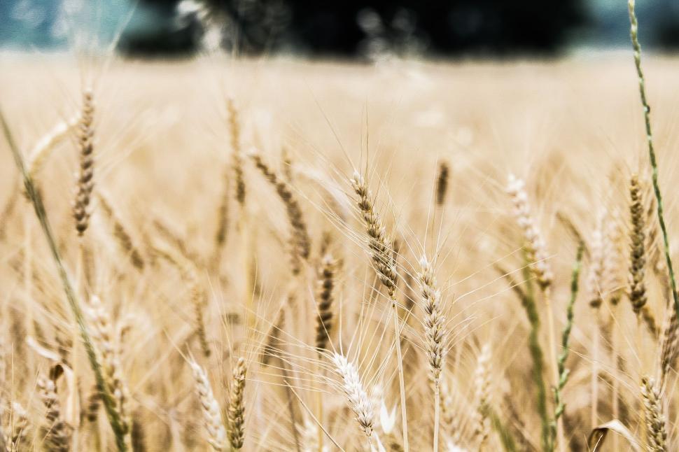 Free Stock Photo of Wheat Crop | Download Free Images and Free ...