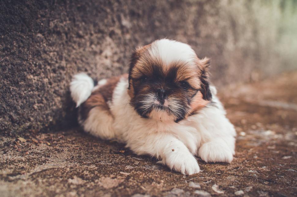 Free Stock Photo of Tiny Dog | Download Free Images and Free Illustrations
