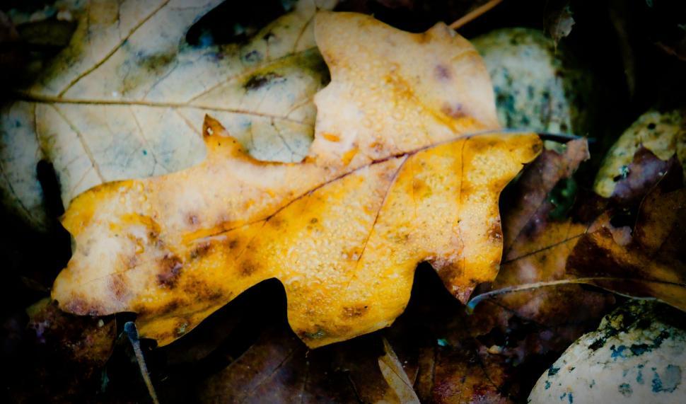 Free Stock Photo of Fallen Leaf | Download Free Images and Free ...