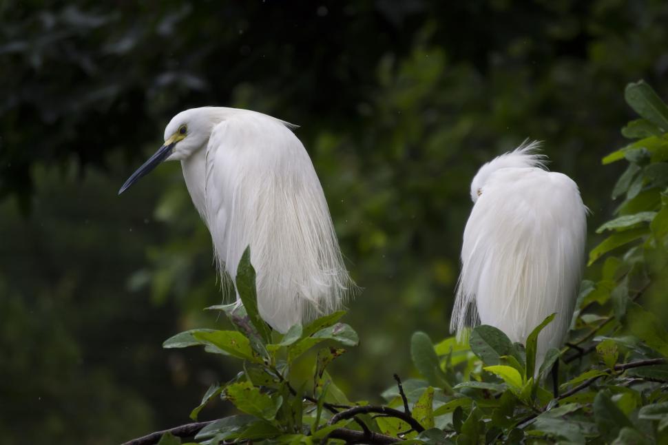 Free Stock Photo of Pair of Snowy Egrets | Download Free Images and ...