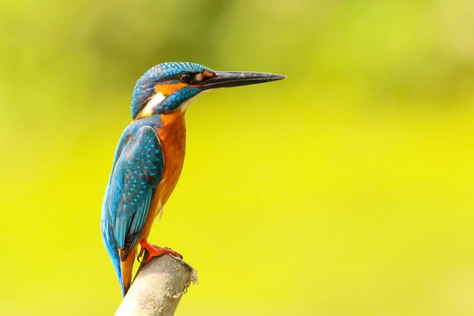 Free Stock Photo of Kingfisher bird | Download Free Images and Free ...
