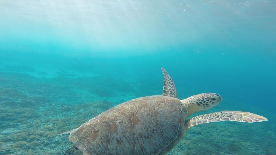 Free Stock Photo of Sea turtle | Download Free Images and Free ...