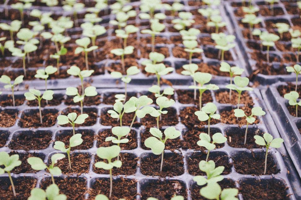 Free Stock Photo of Growing seedlings | Download Free Images and Free ...