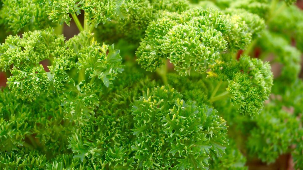 Free Stock Photo of Green Flowers | Download Free Images and Free ...