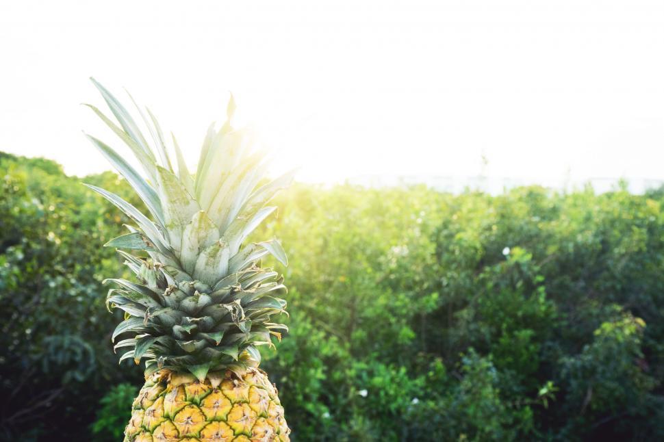 Free Stock Photo of Pineapple and Sunlight | Download Free Images and ...