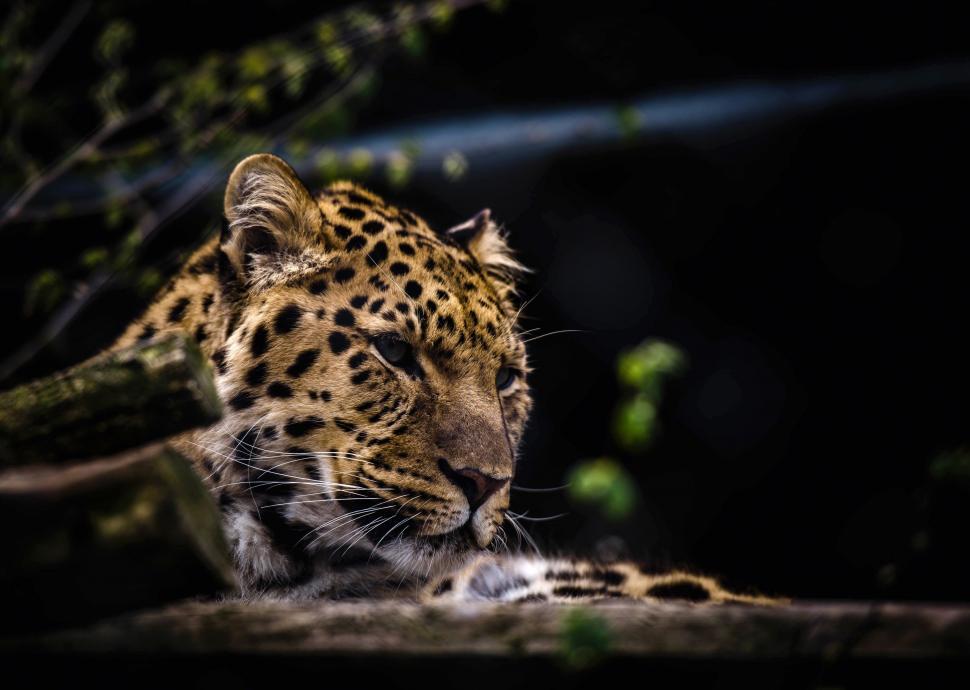 Free Stock Photo of Leopard Head | Download Free Images and Free ...