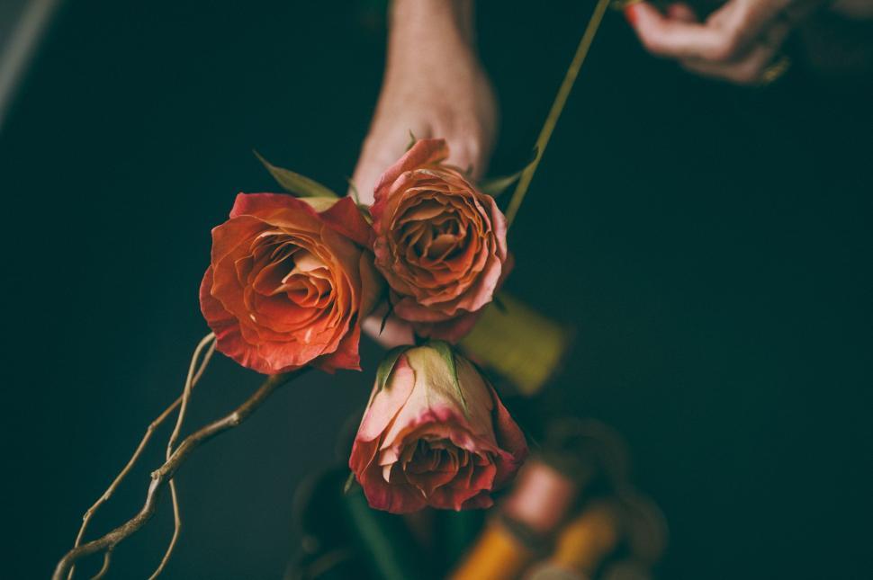 Free Stock Photo of Three Flowers | Download Free Images and Free ...