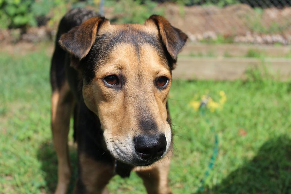 Free Stock Photo of Rescue dog in park | Download Free Images and Free ...
