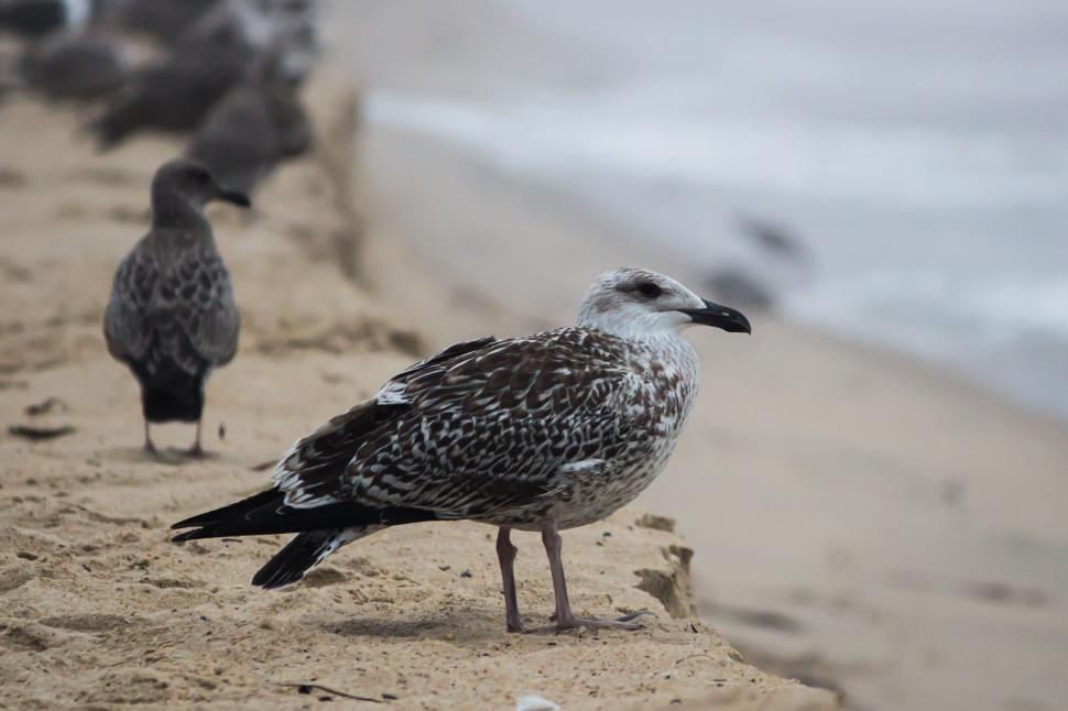 Free Stock Photo of Caspian gull | Download Free Images and Free ...