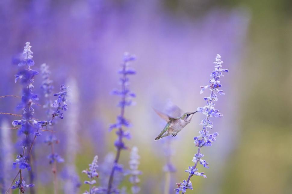 Free Stock Photo of Single Hummingbird | Download Free Images and Free ...
