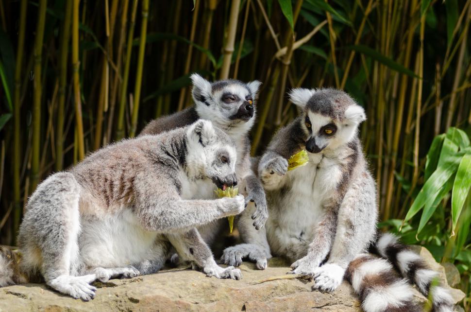 Free Stock Photo of Group of Lemur | Download Free Images and Free ...