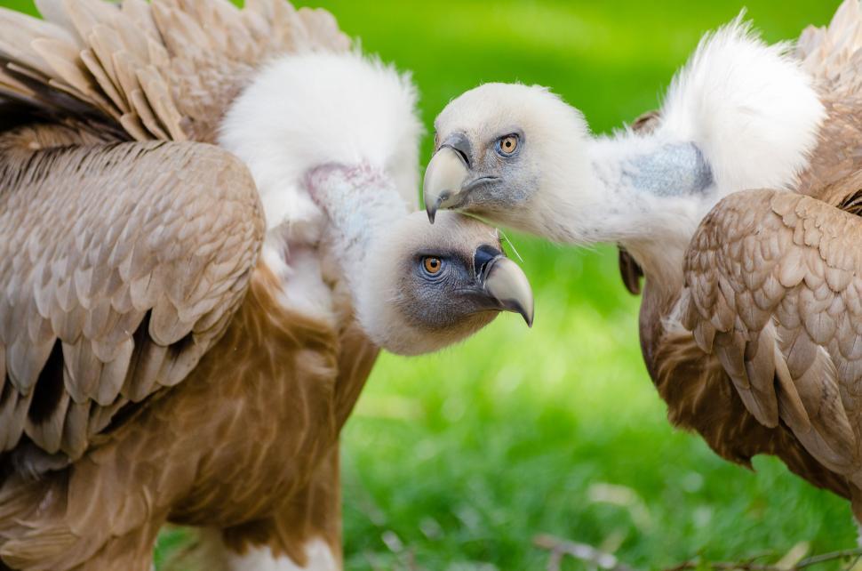 Free Stock Photo of Two Vultures | Download Free Images and Free ...