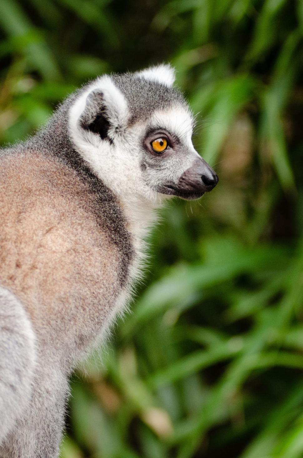 Free Stock Photo of Ring-tailed lemur - Head | Download Free Images and ...